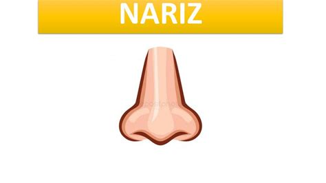 Anatomía Udocz