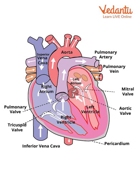 Atrioventricular Valve Function