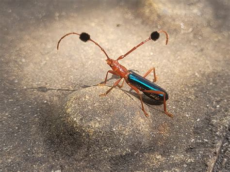 Is This A Phymatodes Testaceus Rinsects