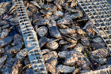 Escambia Santa Rosa Shellfish Harvest Area Closes
