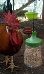 Pendant Peck Toy Omlet