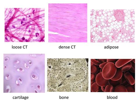 Chapters 3 And 4 Tissues And Integumentary System Ppt Download
