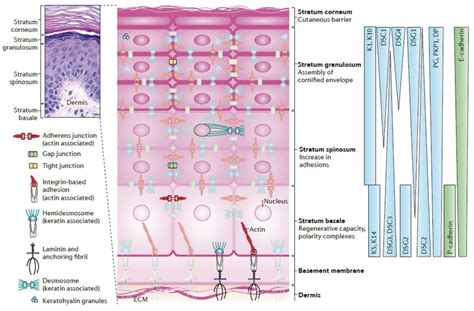 Epidermis Structure Cell And Layers Of A Human Skin