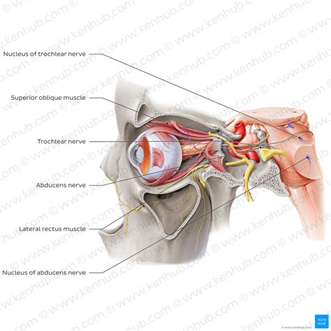 Trochlear Nerve Cranial Nerve Iv Anatomy And Function Kenhub