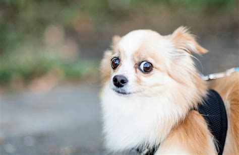 Perros Con Patas Cortas 40 Fotos Nombres De Razas De Perros De Patas
