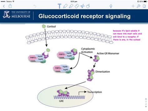 Biol 415 Chapter 17 Flashcards Quizlet