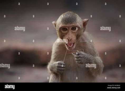 Long Tailed Macaque Macaca Fascicularis Juvenile Flossing Its Teeth