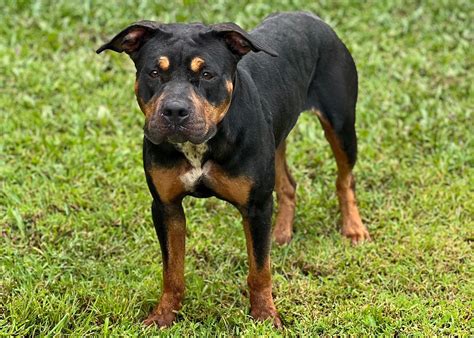 Rottweiler And Pitbull Mix Tan