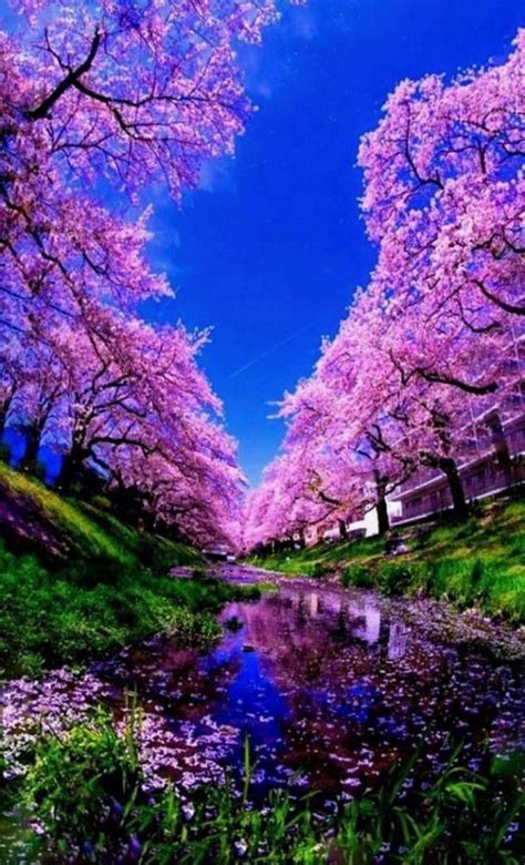 Pin By Alle In Marocco On Primavera Spring Beautiful Nature