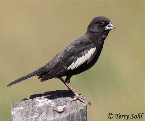 Lark Bunting Calamospiza Melanocorys South Dakota Birds