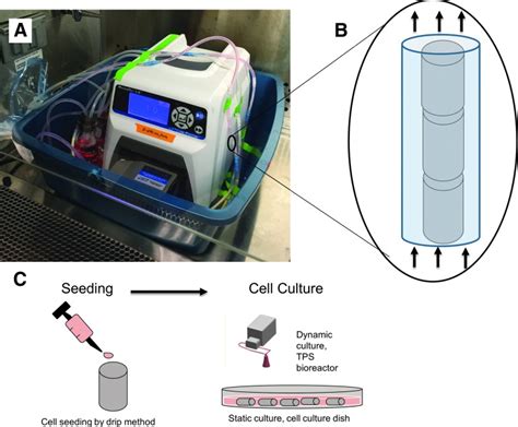In Vitro Endothelialization Of Biodegradable Vascular Grafts Via