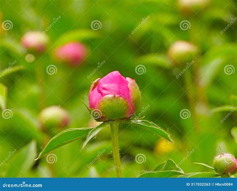 The Bud Of Common Peony Stock Image Image Of Centimeters 317032263