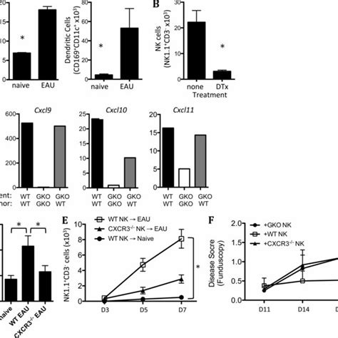 Nk Cells Are The Major Source Of Innate Ifn γ In Eau A Dln Of Wt