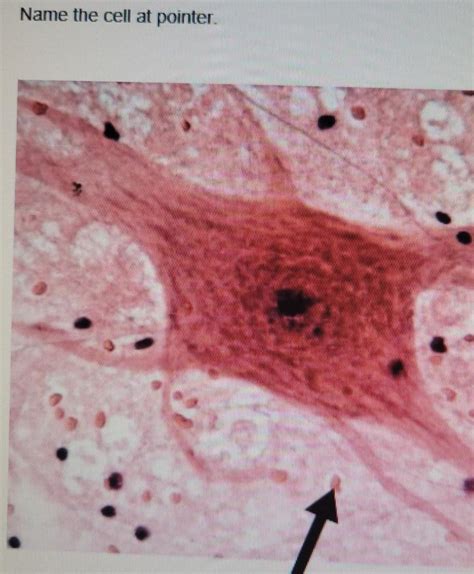 Solved Name The Cell At Pointer