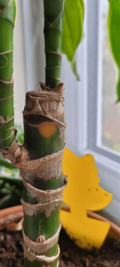 Small Orange Spot On Stem Of My Dragon Tree Do I Need To Do Anything Rplantclinic