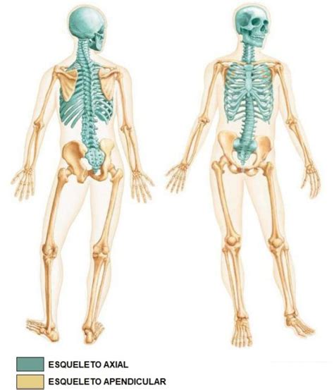 Conformacin Del Esqueleto Axial Y Apendicular Y Sus