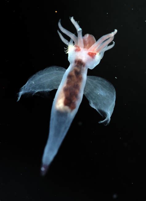 Pteropod Noaa Ocean Exploration