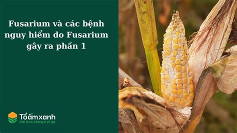 Fusarium VÀ CÁc BỆnh Nguy HiỂm Do Fusarium GÂy Ra PhẦn 1 Siêu Thị