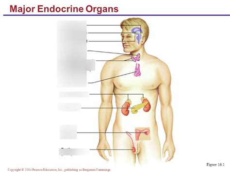 Hormones Diagram Quizlet