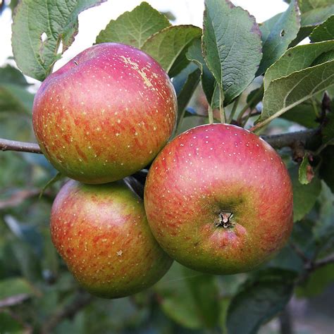 Apple Lord Lambourne Edible Dessert Apple Outdoor Fruit Tree Bare Root 12m
