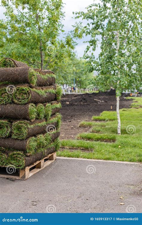 Stacks Of Sod Rolls For New Lawn For Landscaping Lawn Grass In Rolls