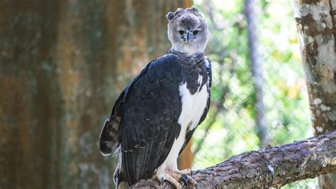 Mistakes To Avoid When Trying To Understand The Harpy Eagles Enormous