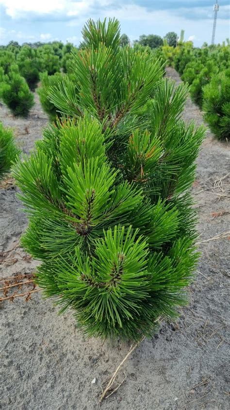 Pinus Leucodermis Satellit Or Satellite Bosnian Pine Uk