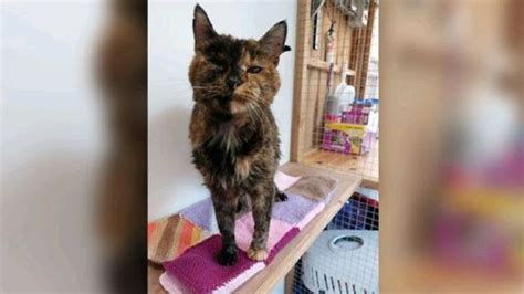 Macja Më E Vjetër Në Botë Futet Në Guiness” Nuk Do E Besoni Dot Sa Vjeç është Poal