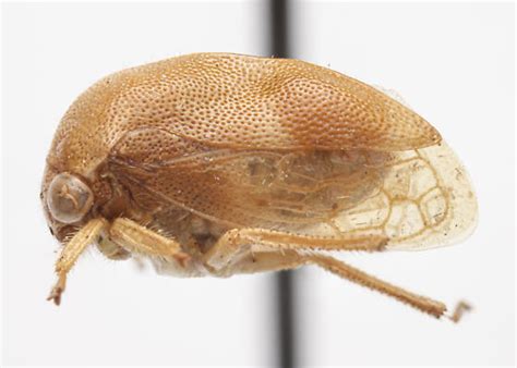 Xantholobus Nitidus Bugguide Net