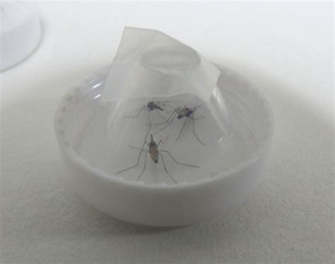 Developing A Bespoke Bioassay For Minute Quantities Of Insecticide Lite