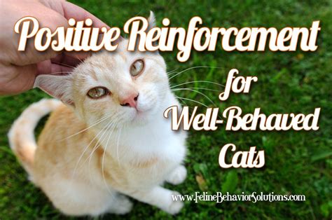 How To Use Positive Reinforcement For Good Cat Behavior Feline