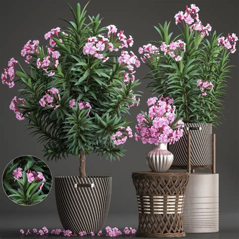 3d Oleander Models Turbosquid