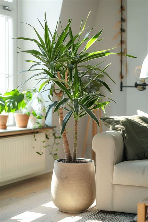 10 Stylish Large Plants For Living Rooms For A Fresh Look Living Room