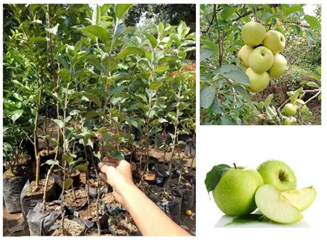 Jual Obral Bibit Tanaman Buah Apel Ana Manalagi Malang Di Seller Putra Bibit Pehkulon Kab