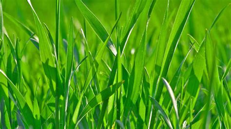 Make Your Payment Online Allens Lawn Service