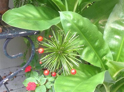 Liriope Spreading Monkey Grass Vs Clumping Monkey Grass Walter