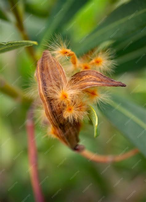 Premium Photo Nerium Oleander Seeds In A Pod Closeup