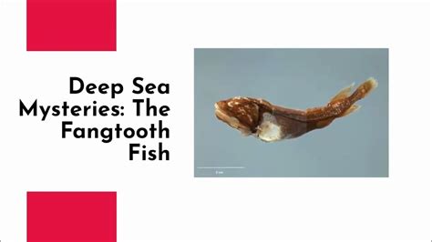 Fangtooth Fish Youtube