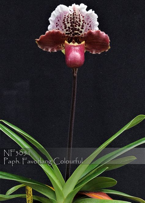 Paph Favorlang Colourful Dolls Kobold X Henryanum