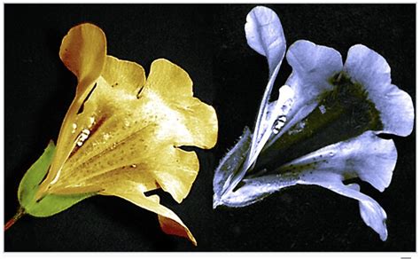 Johnirons Ida Gerhardt Clara Haskil