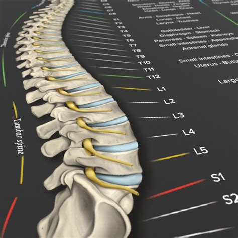 Spinal Nerve Function Chart Etsy Canada Spinal Nerve Nerves Function Spinal