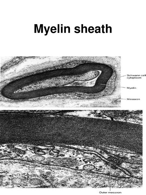 Muscular Tissues Embryogenesis Of Muscular Tissue Smooth Muscles Ppt