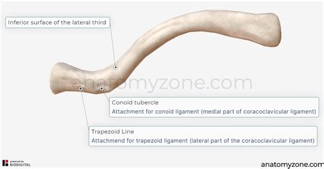 Conoid Tubercle