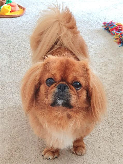 Hes Just A Little Floppy Eared Eevee Rpekingese