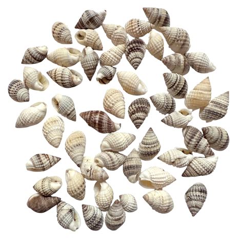 Small Sea Shells Assemblage Neutral Tones 15 To 20mm
