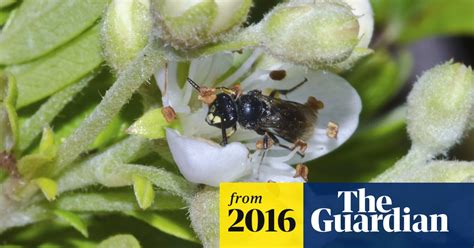 Bees Added To Us Endangered Species List For The First Time Bees