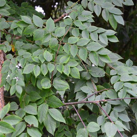 Kentucky Coffeetree Bark Espresso™ Kentucky Coffee Tree J Frank