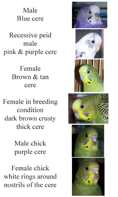 Budgie Breeder