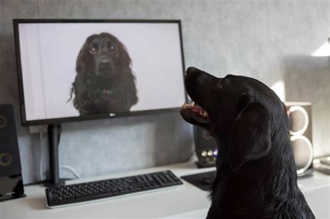 12 Types Of Spaniel Dogs Breed Information And Comparison Gundogs