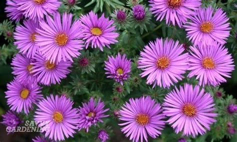 Aster Genus Alchetron The Free Social Encyclopedia
